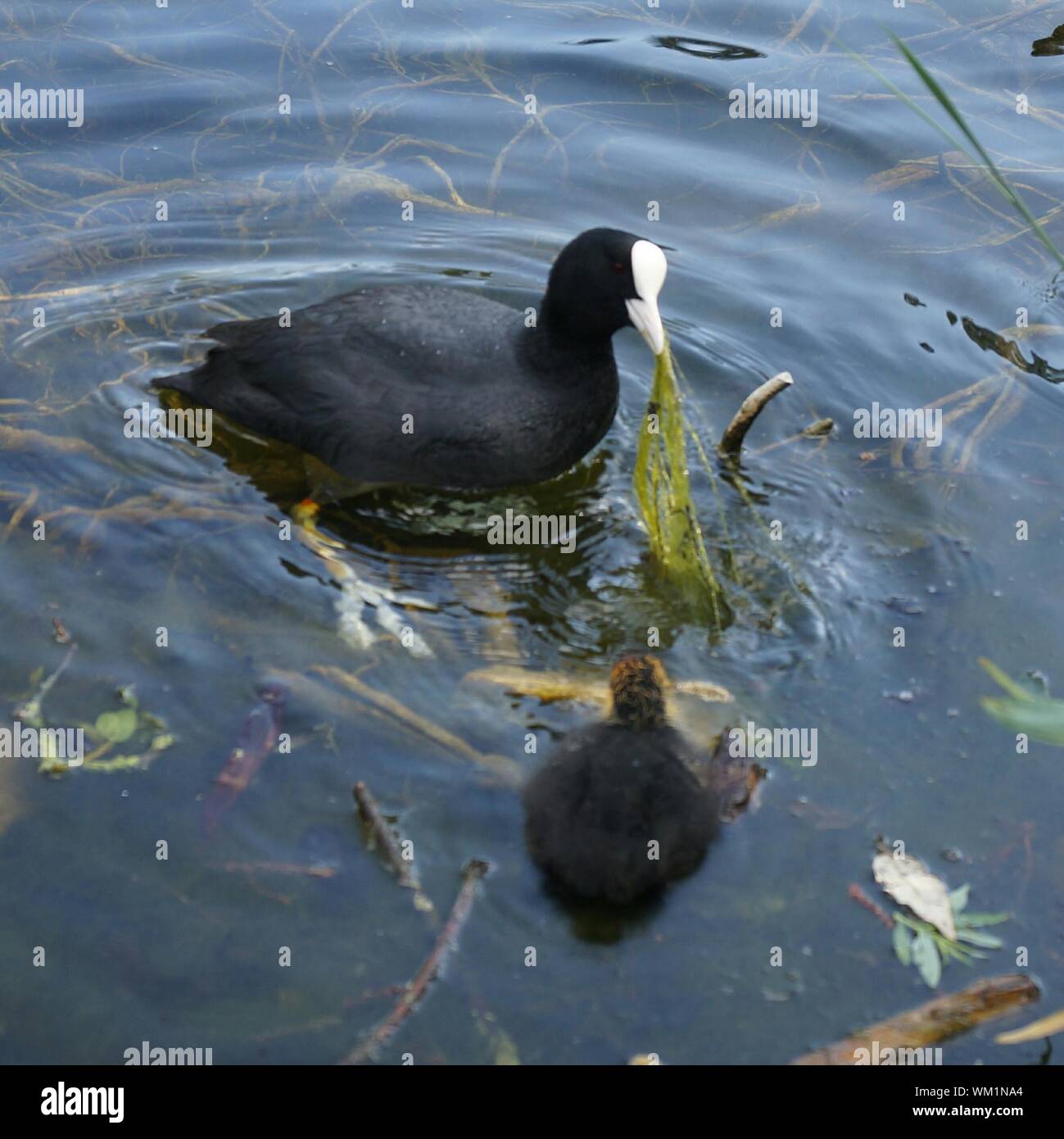 Seaweed and water hi-res stock photography and images - Alamy