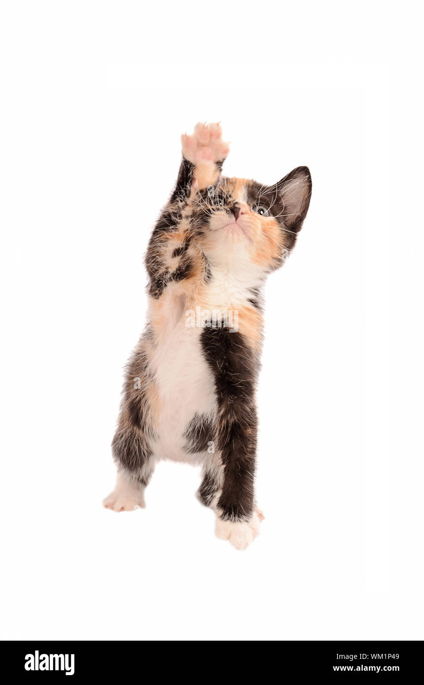 Reaching cat Cut Out Stock Images & Pictures - Alamy