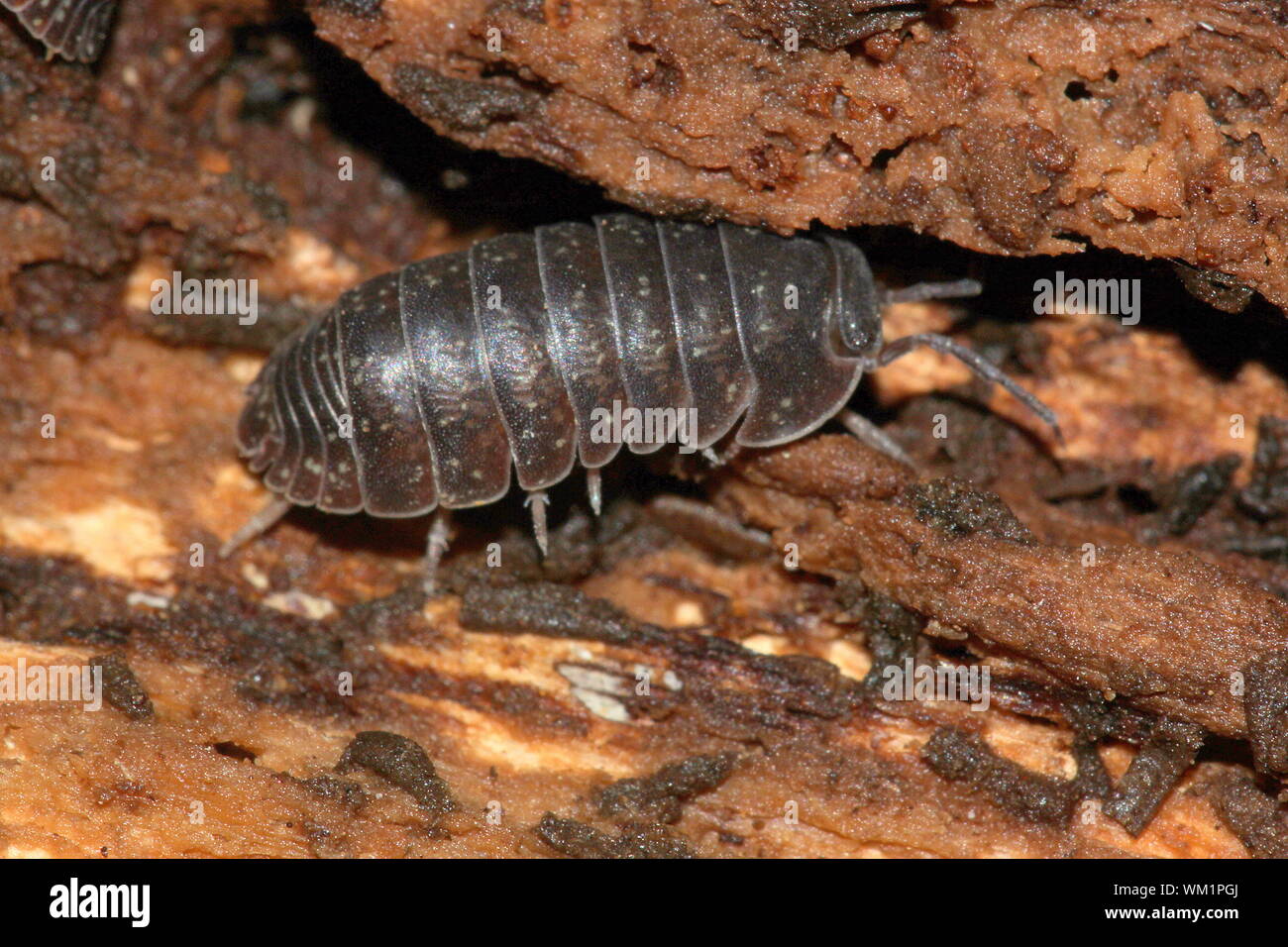 Pill Bug High Resolution Stock Photography and Images - Alamy