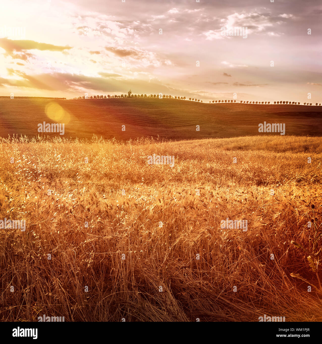 Autumnal wheat hi-res stock photography and images - Alamy