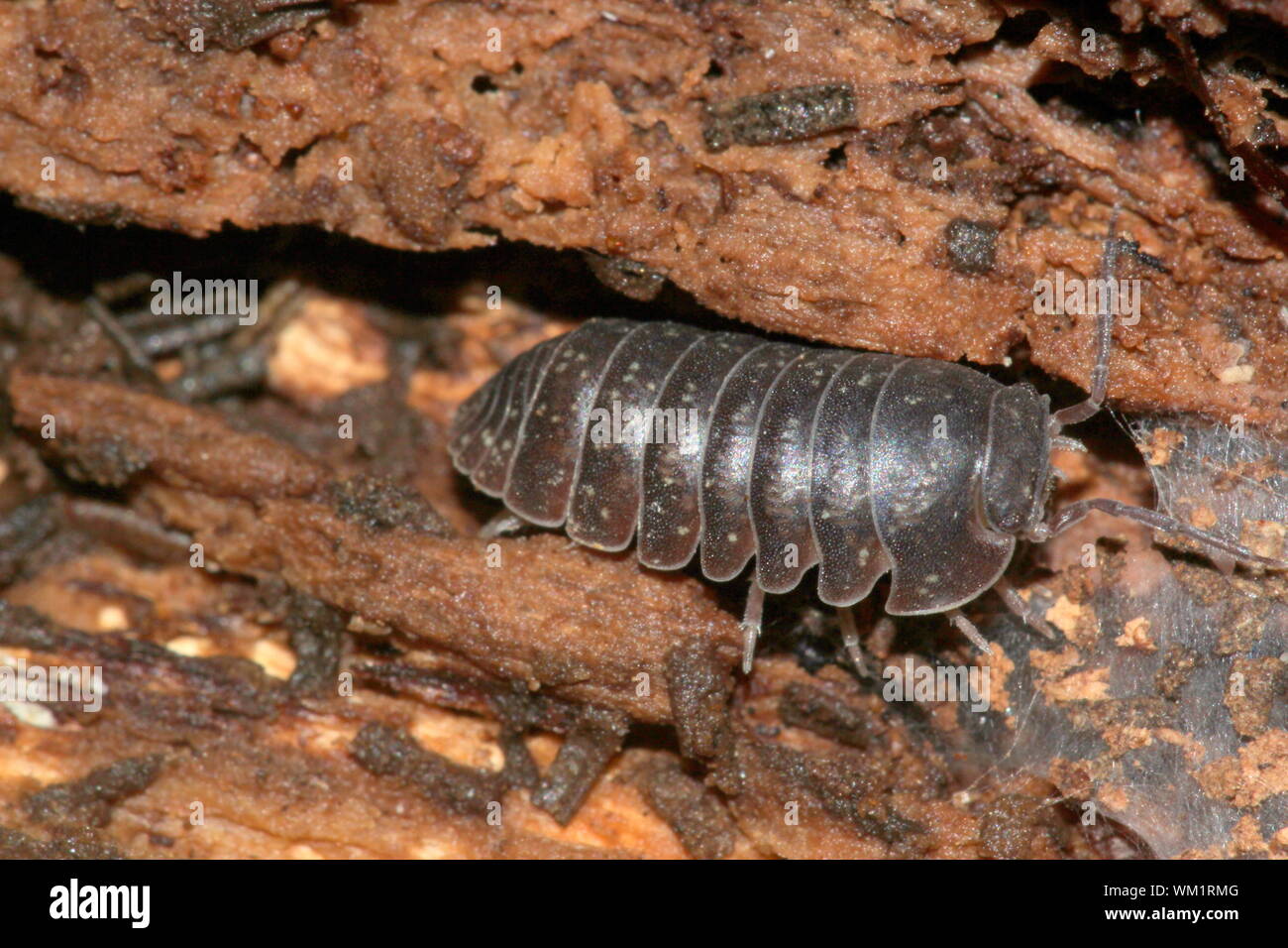 Pill bug hi-res stock photography and images - Alamy