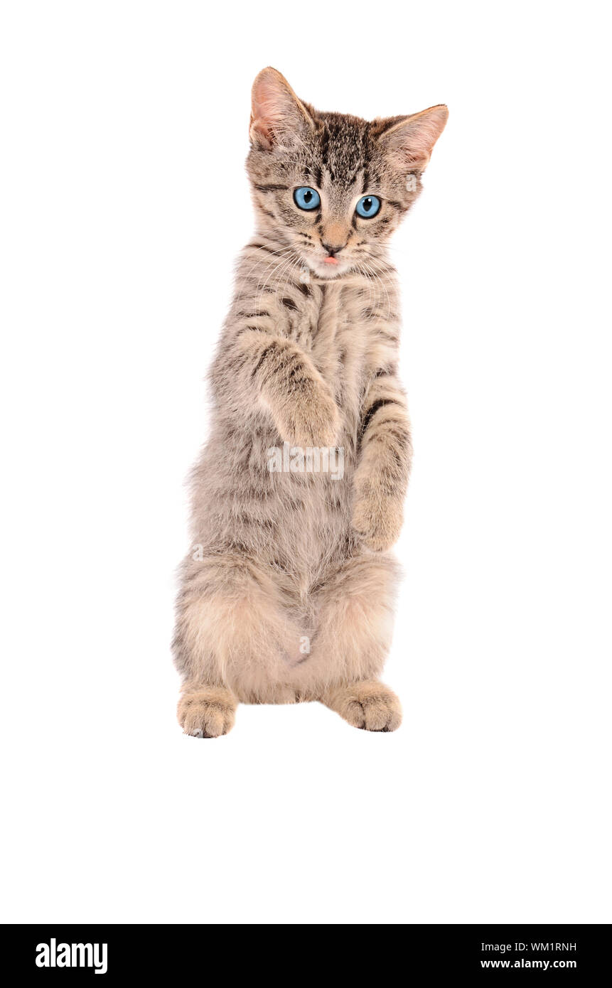 Cute cat tongue out Cut Out Stock Images & Pictures - Alamy