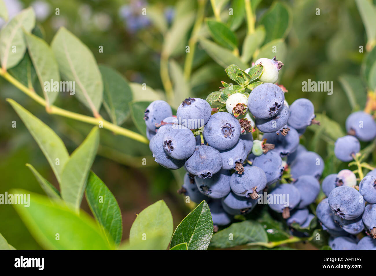 blueberry berry collected in bunch of close-ups on a green bush ...