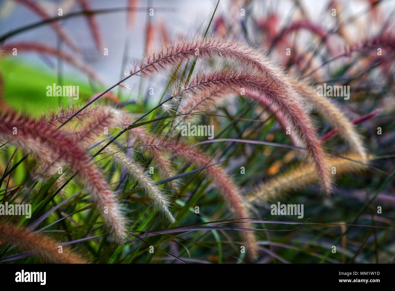 Spiky Grass Stock Photos & Spiky Grass Stock Images - Alamy