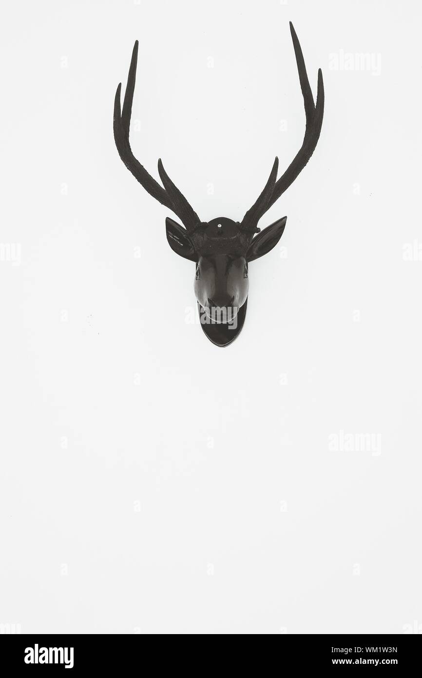 Deer head shot hi-res stock photography and images - Alamy
