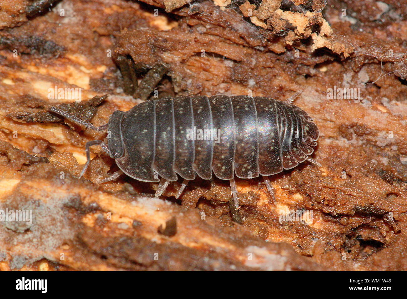 Pill Bug Stock Photos & Pill Bug Stock Images - Alamy