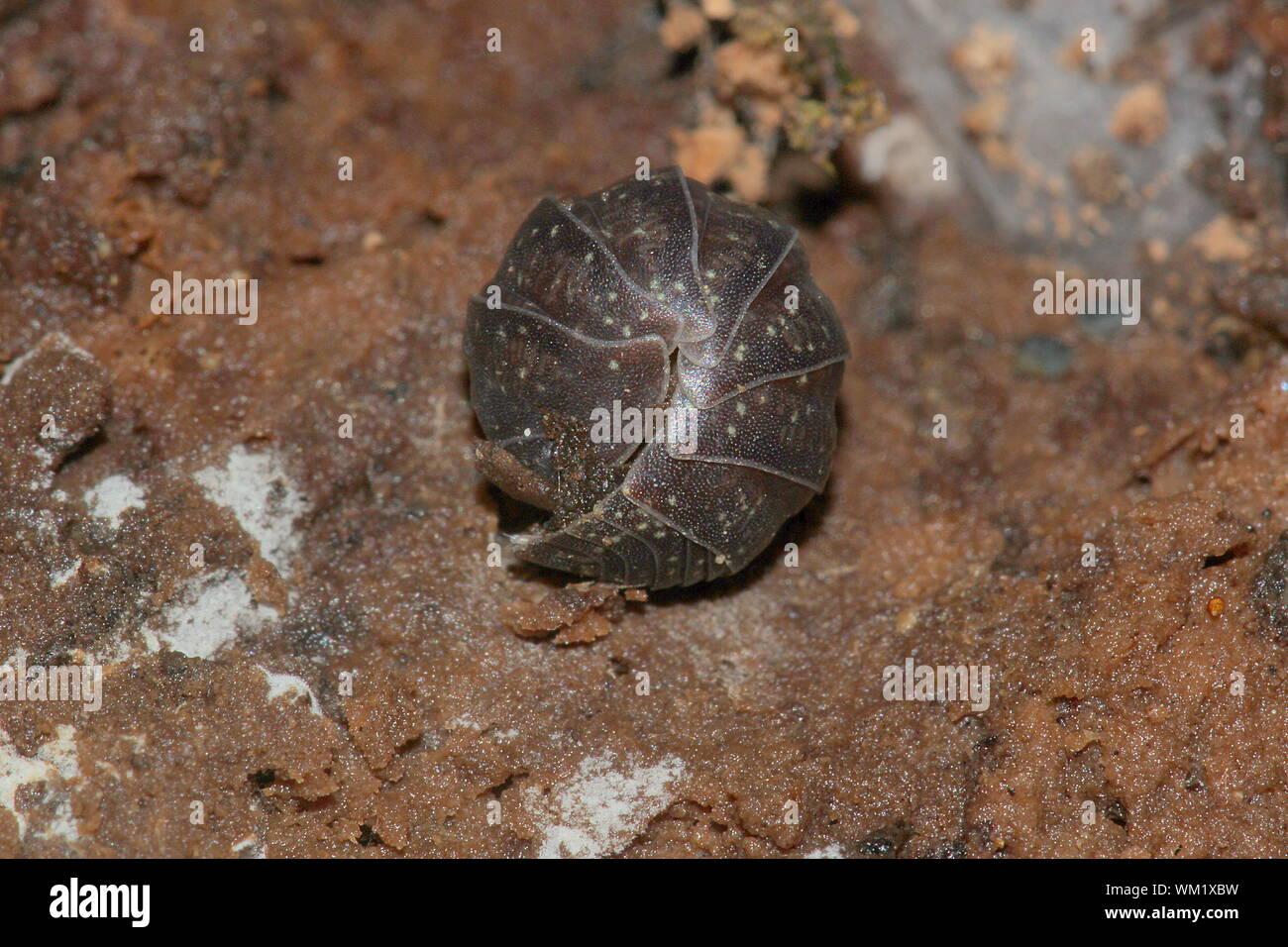 Pill bug hi-res stock photography and images - Alamy