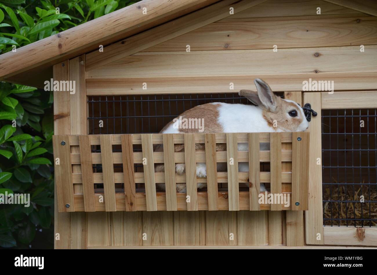 Rabbit In Hutch High Resolution Stock Photography and Images - Alamy