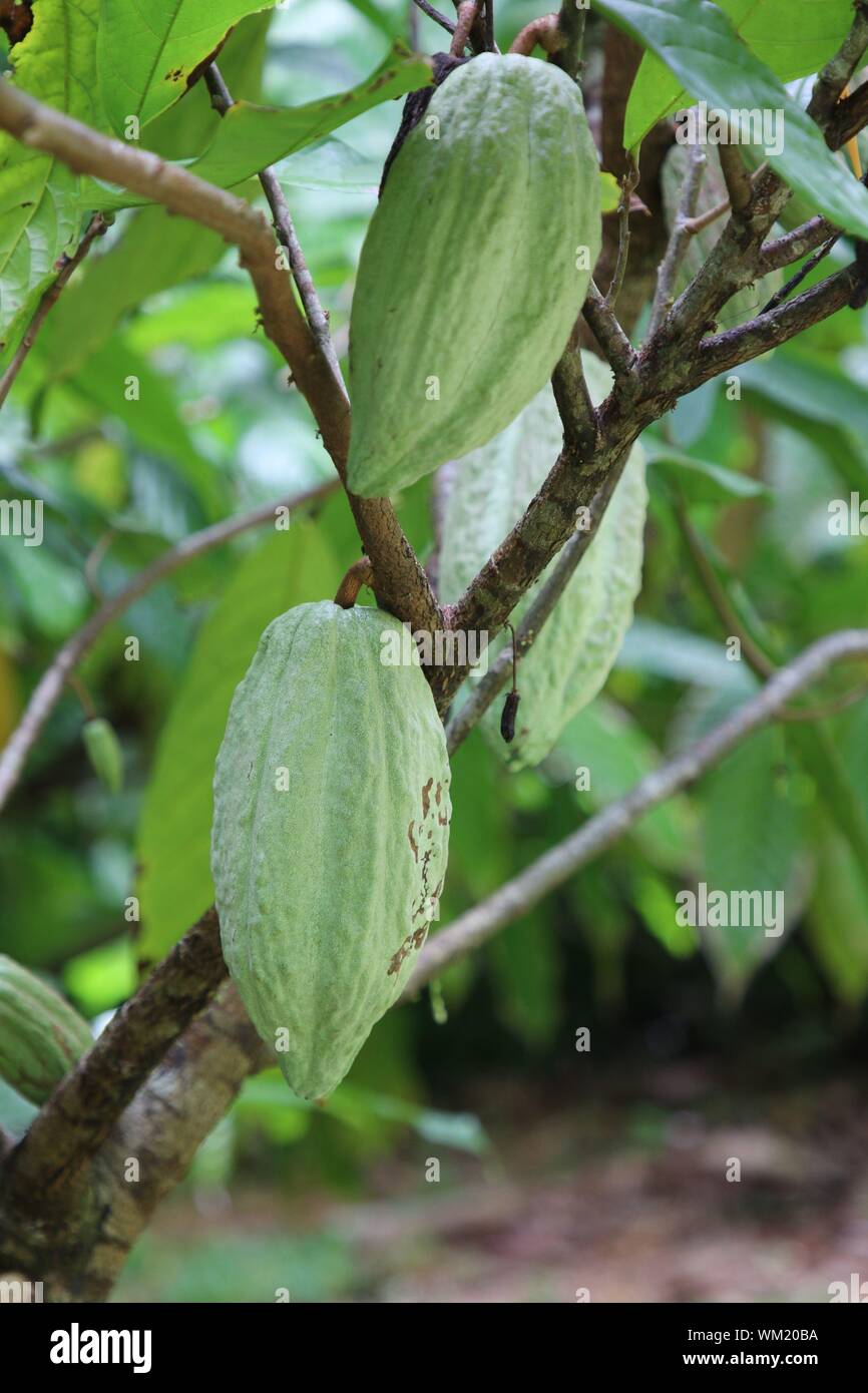 Cocoa trees beans hi-res stock photography and images - Alamy