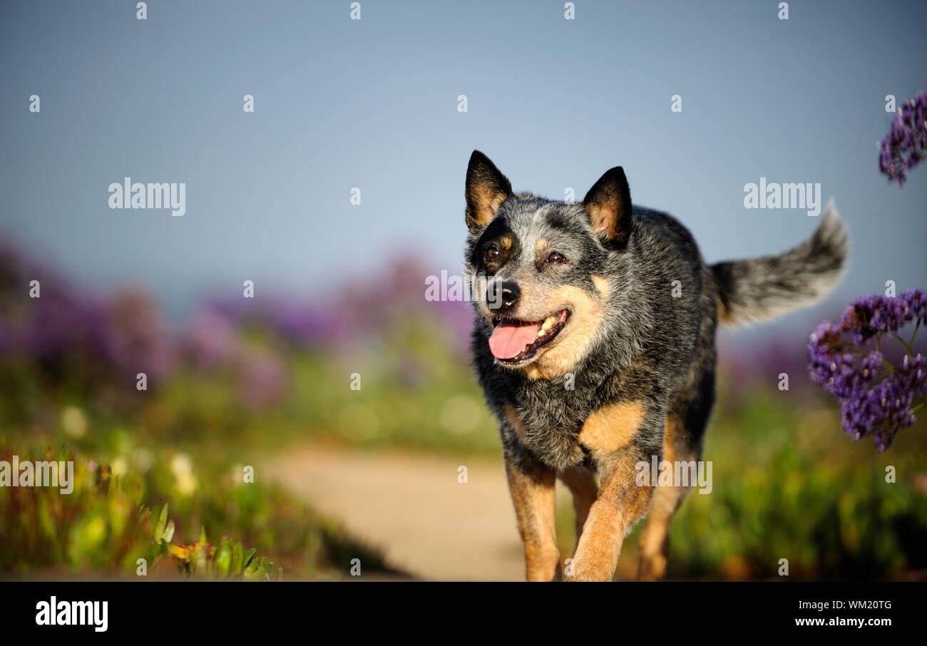 Cattle and dog hi-res stock photography and images - Alamy