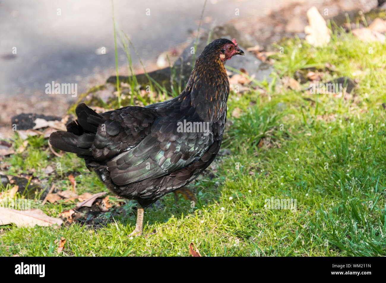 Hawaii rooster hi-res stock photography and images - Alamy