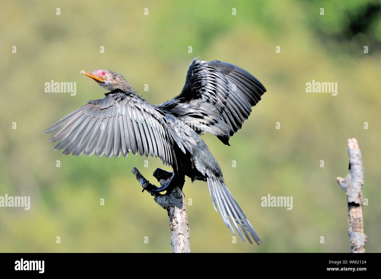 Reed Cormorant also known as Long-tailed Cormorant in the Free State ...