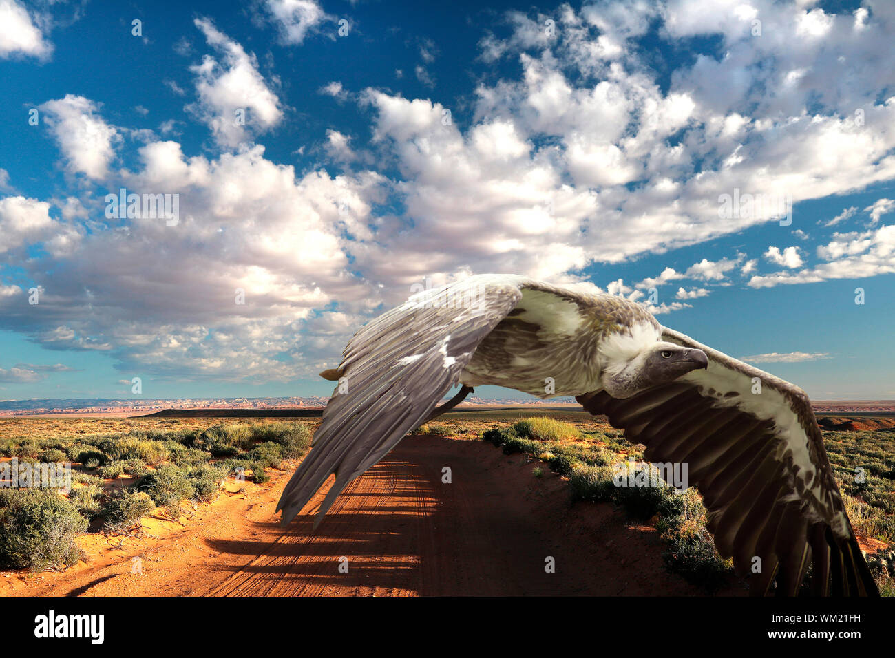 The white-backed vulture, Gyps africanus, which is an Old World vulture ...