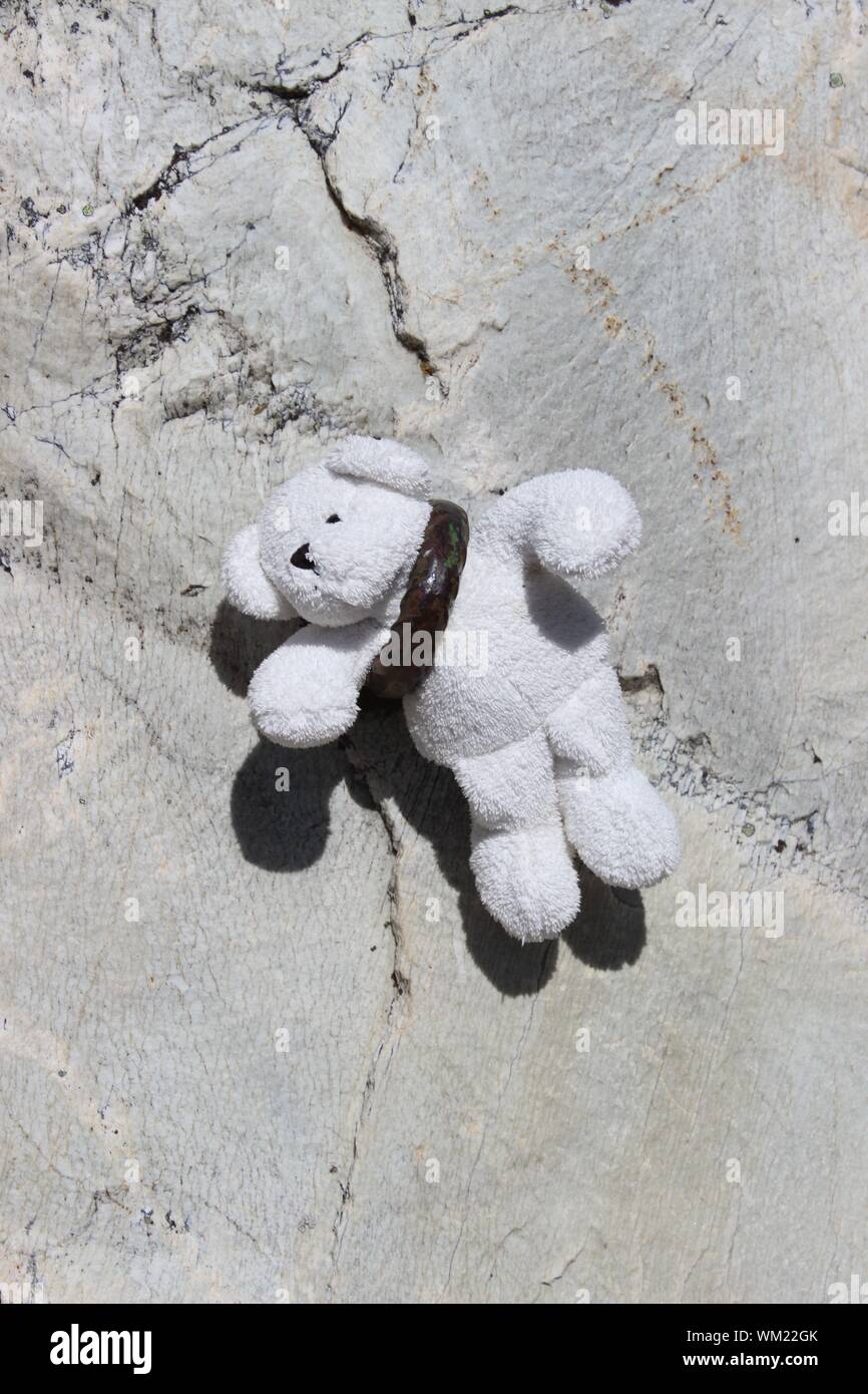 Stuck Bear High Resolution Stock Photography and Images - Alamy