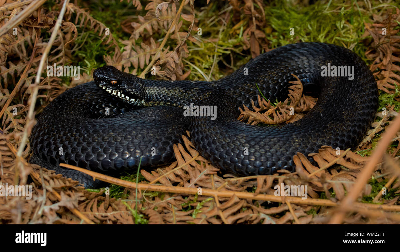 Black viper snake hi-res stock photography and images - Alamy