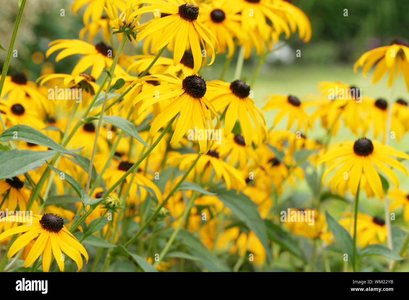 Echinacea paradoxa hi-res stock photography and images - Alamy