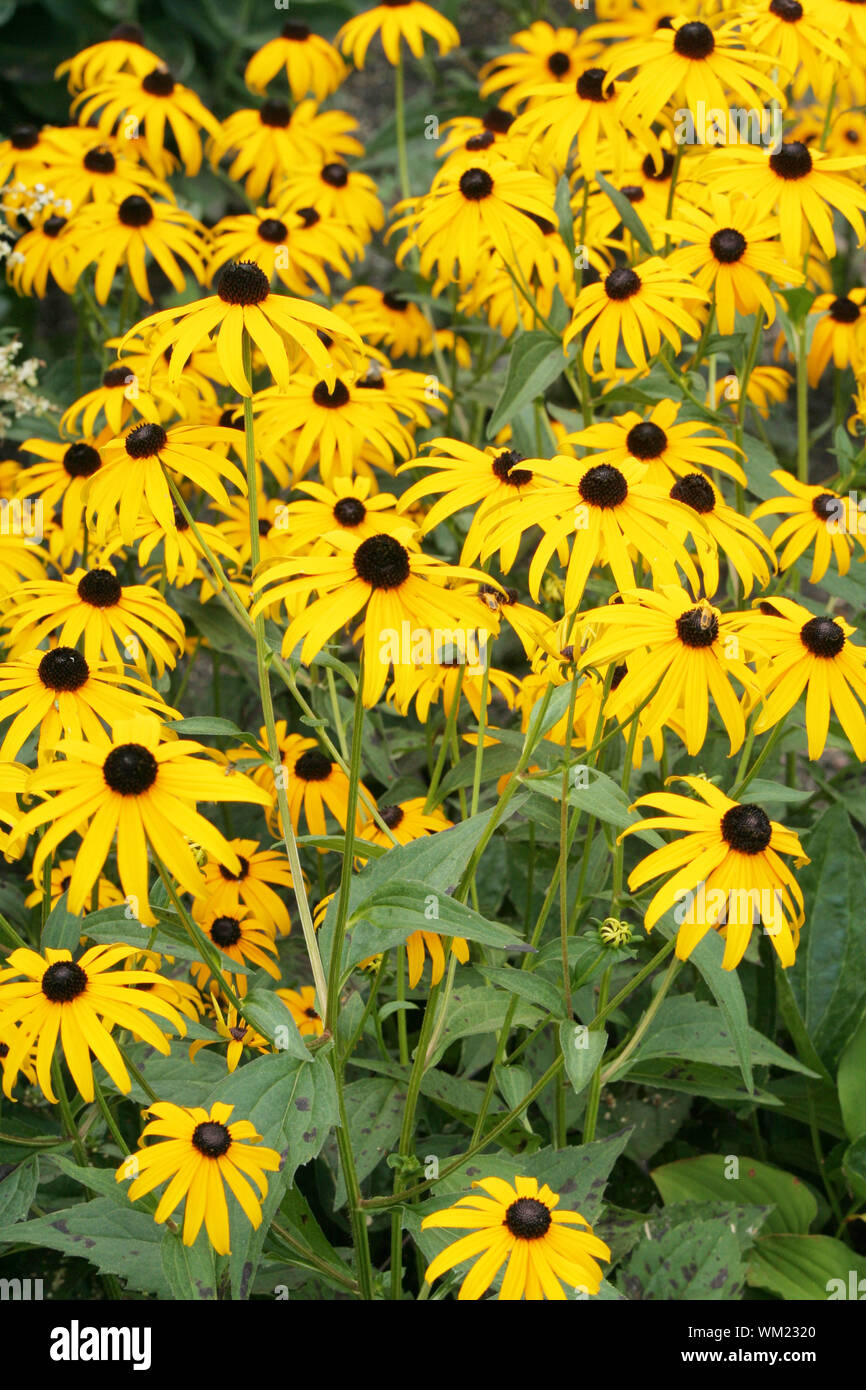 Echinacea paradoxa hi-res stock photography and images - Alamy