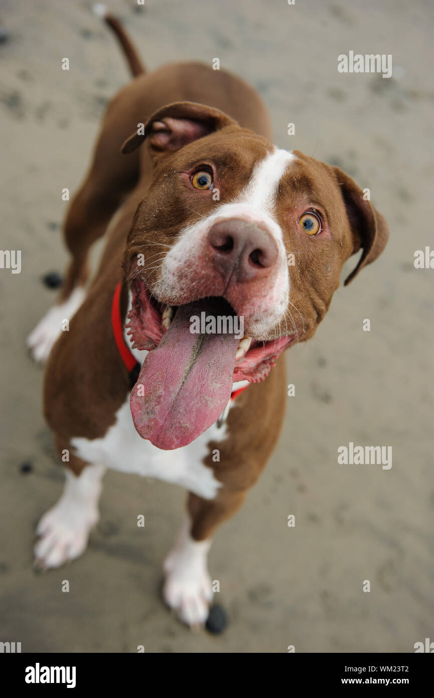 Can A American Pit Bull Terrier Live In United Arab Emirates