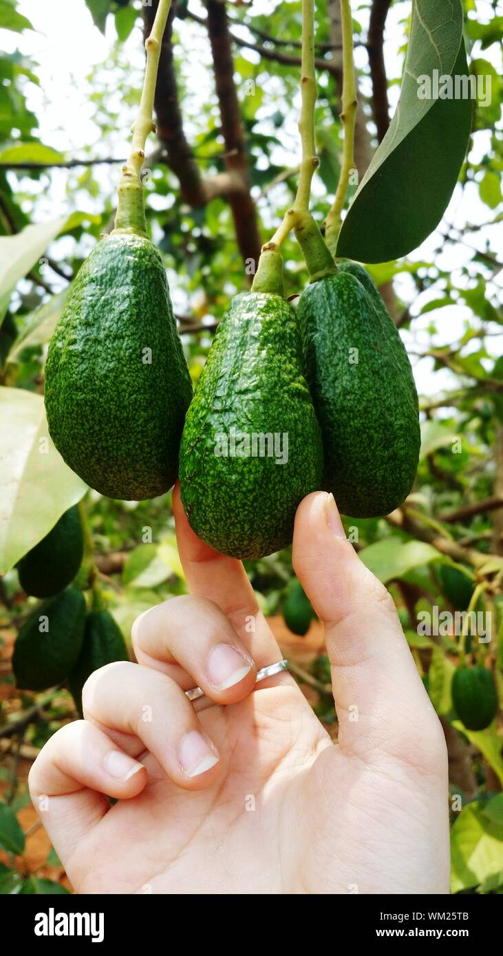 Avocado plantation hi-res stock photography and images - Alamy