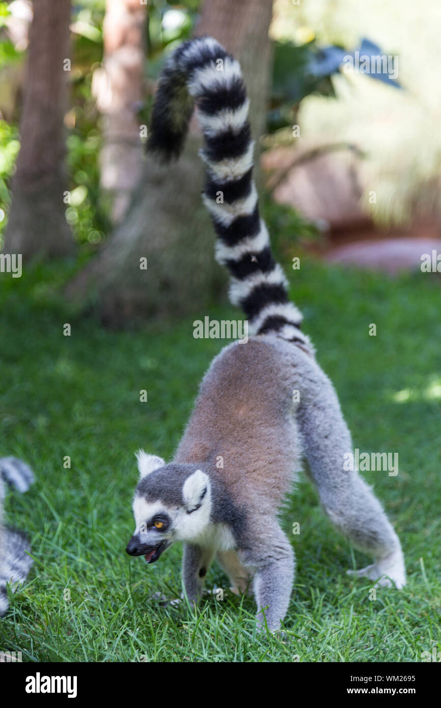 Lemur cat hi-res stock photography and images - Alamy