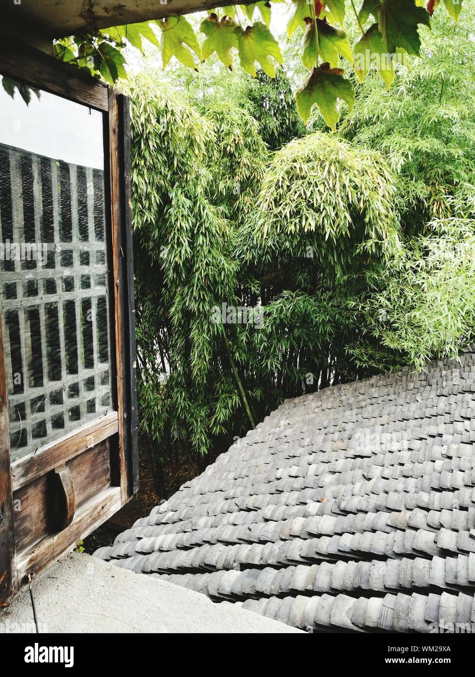 Tree Growth Through Roof High Resolution Stock Photography and Images ...