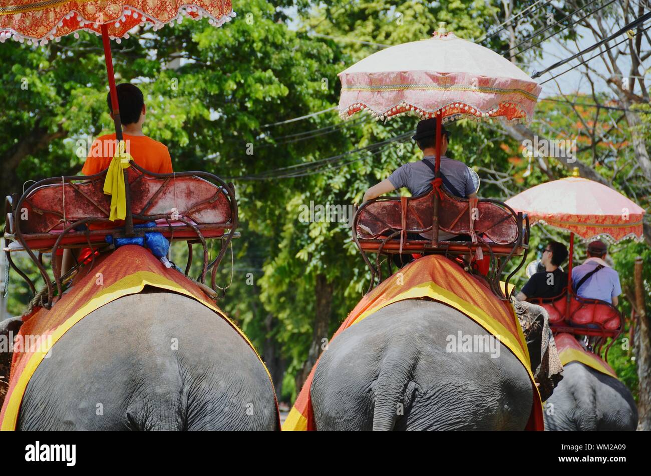 Young woman riding elephant hi-res stock photography and images - Alamy