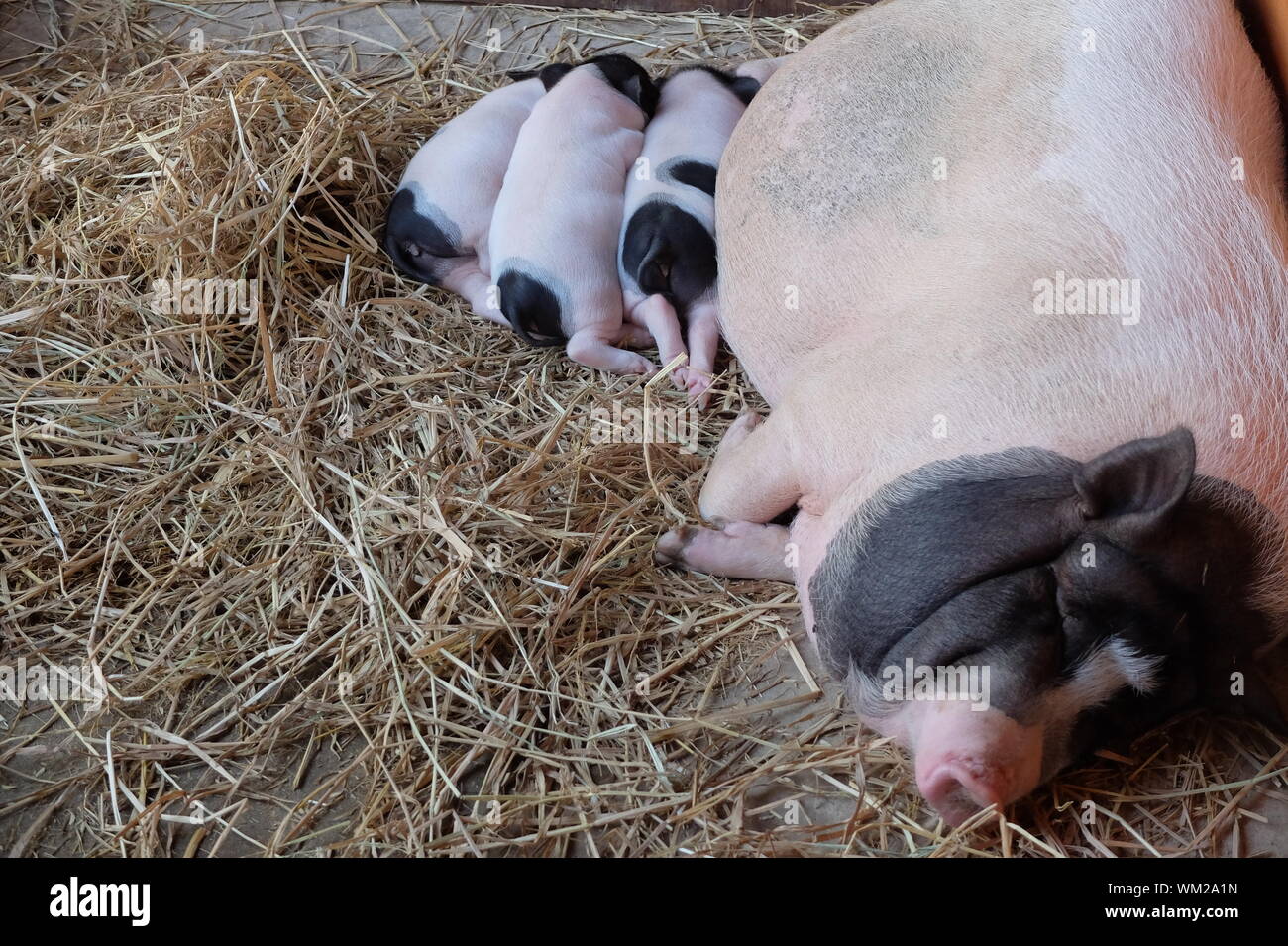 Pigs livestock sleeping domestic hi-res stock photography and images ...