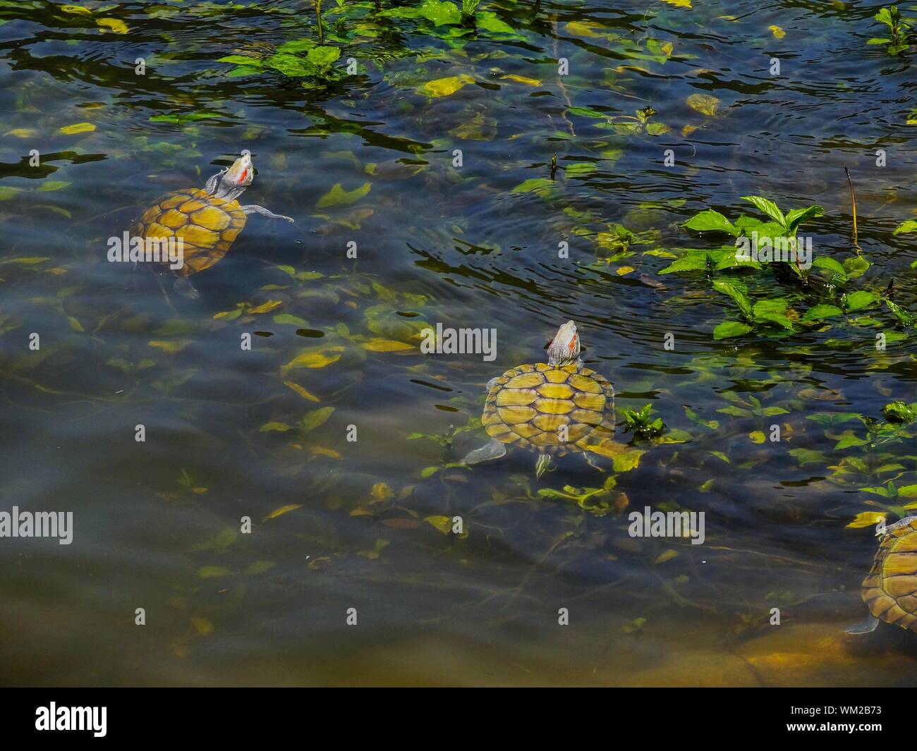 Turtles by water hi-res stock photography and images - Alamy