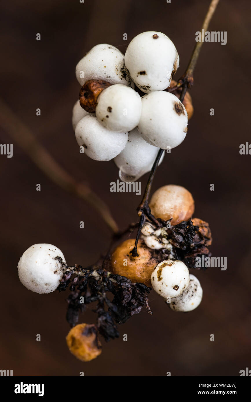 Rotten Stem High Resolution Stock Photography and Images - Alamy
