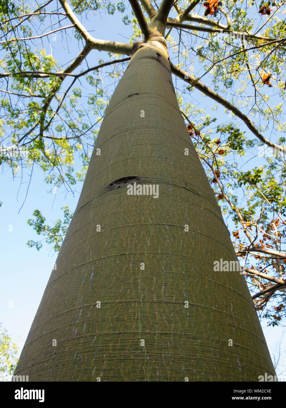 big green trunk of a tall tree with branches Stock Photo - Alamy