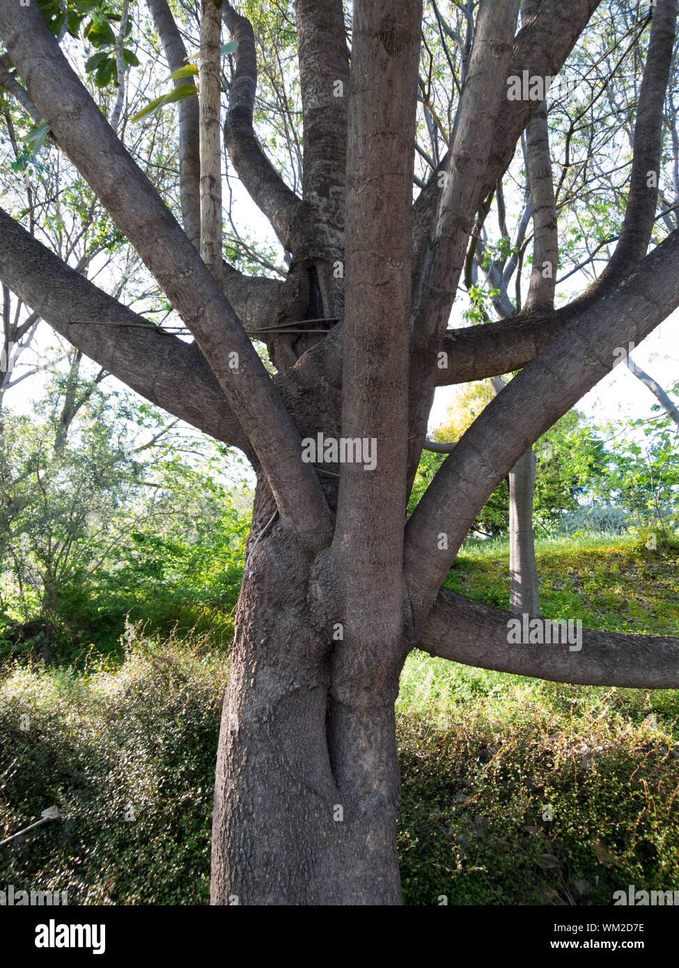 multiple big branches grey colour tree at outdoors Stock Photo - Alamy
