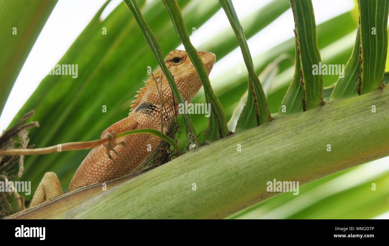 Bearded palm tree hi-res stock photography and images - Alamy