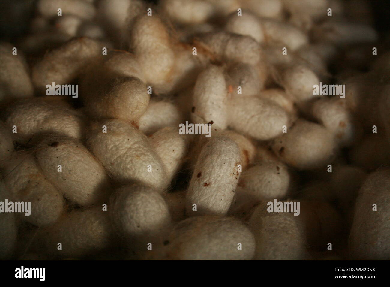 Silkworm cocoons hi-res stock photography and images - Alamy