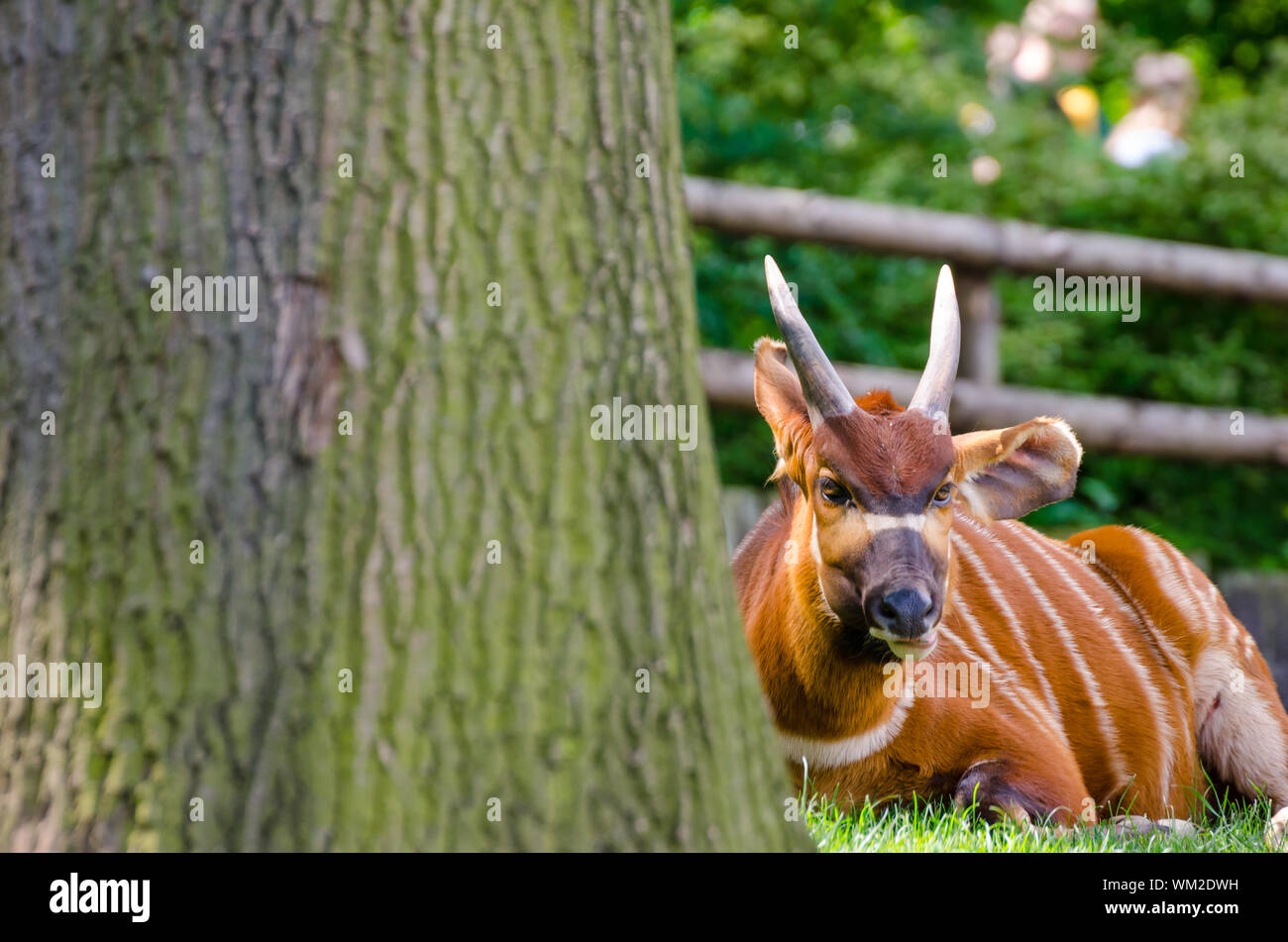 Bongo antelope kenya africa hi-res stock photography and images - Alamy