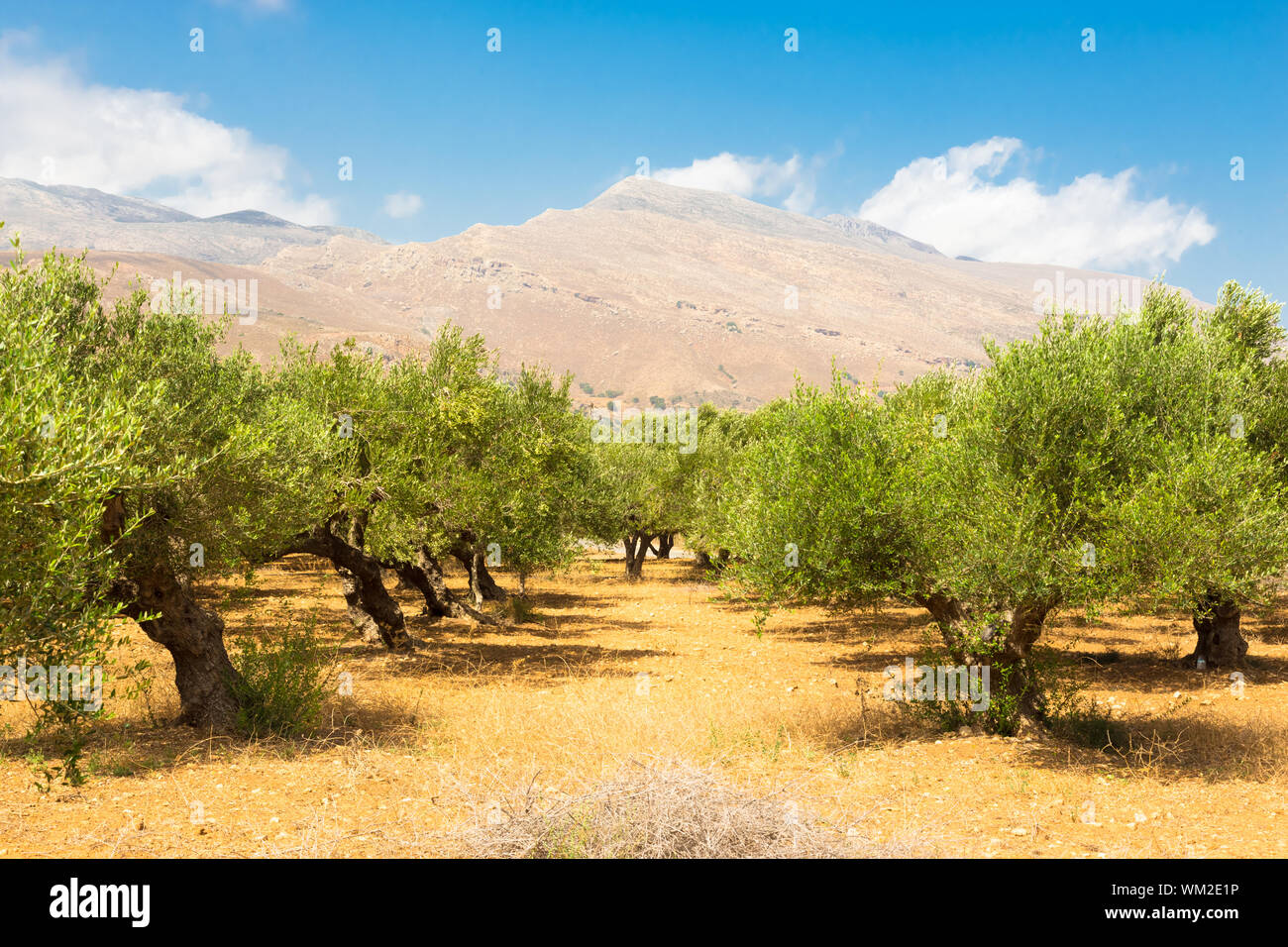 Olive country hi-res stock photography and images - Alamy