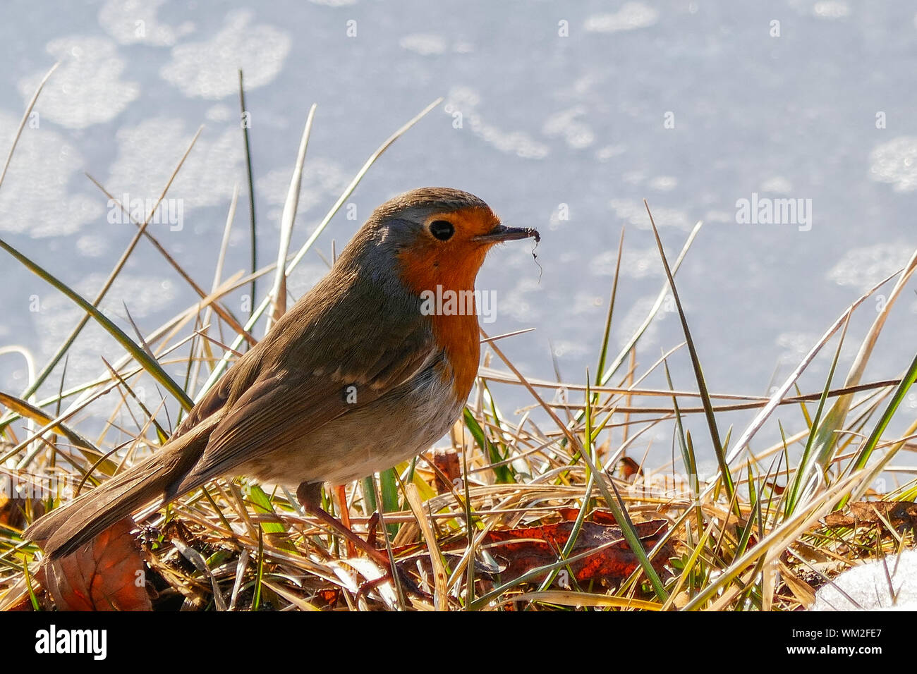 Robin in the grass hi-res stock photography and images - Alamy