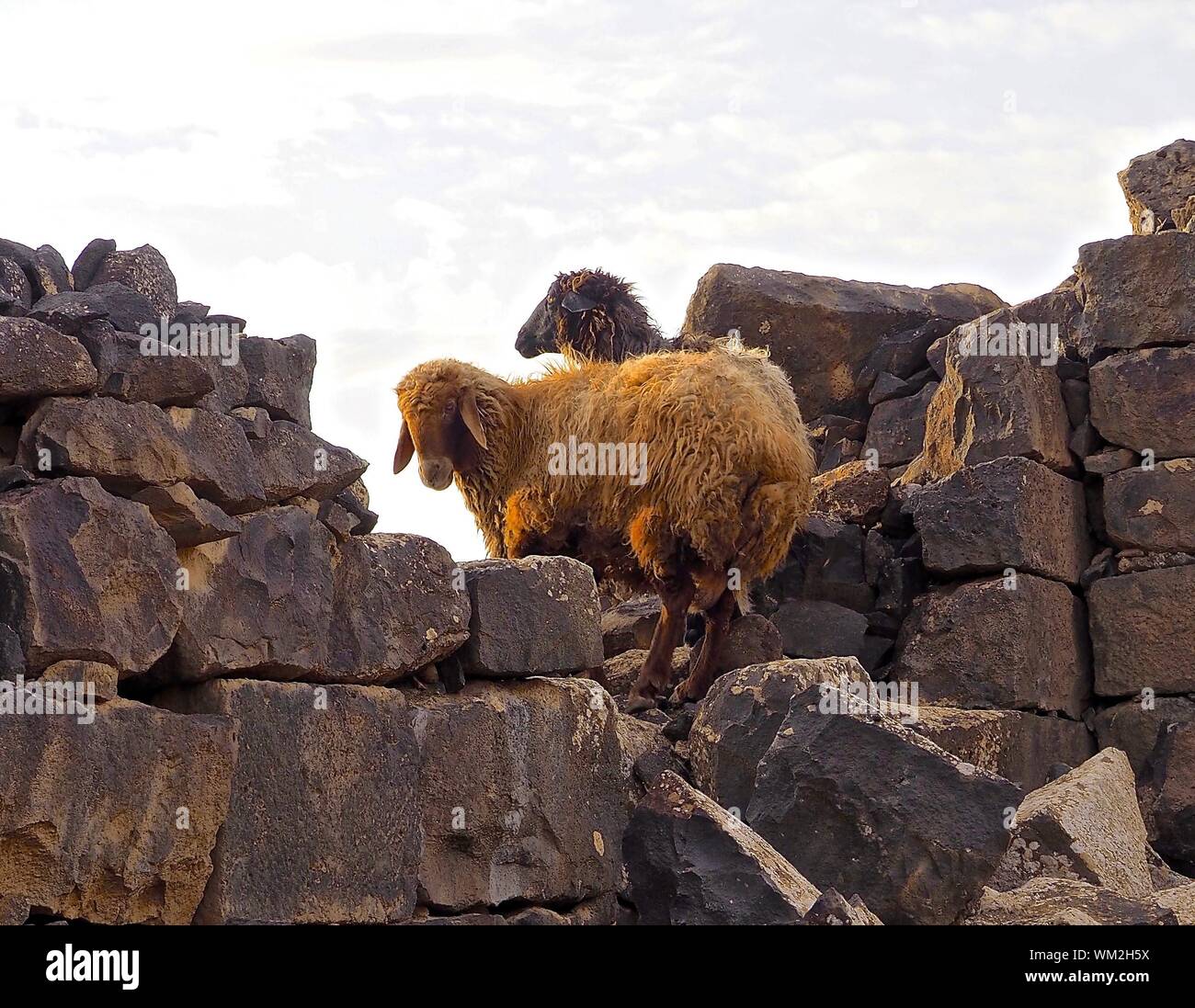 Sheep on the wall hi-res stock photography and images - Alamy