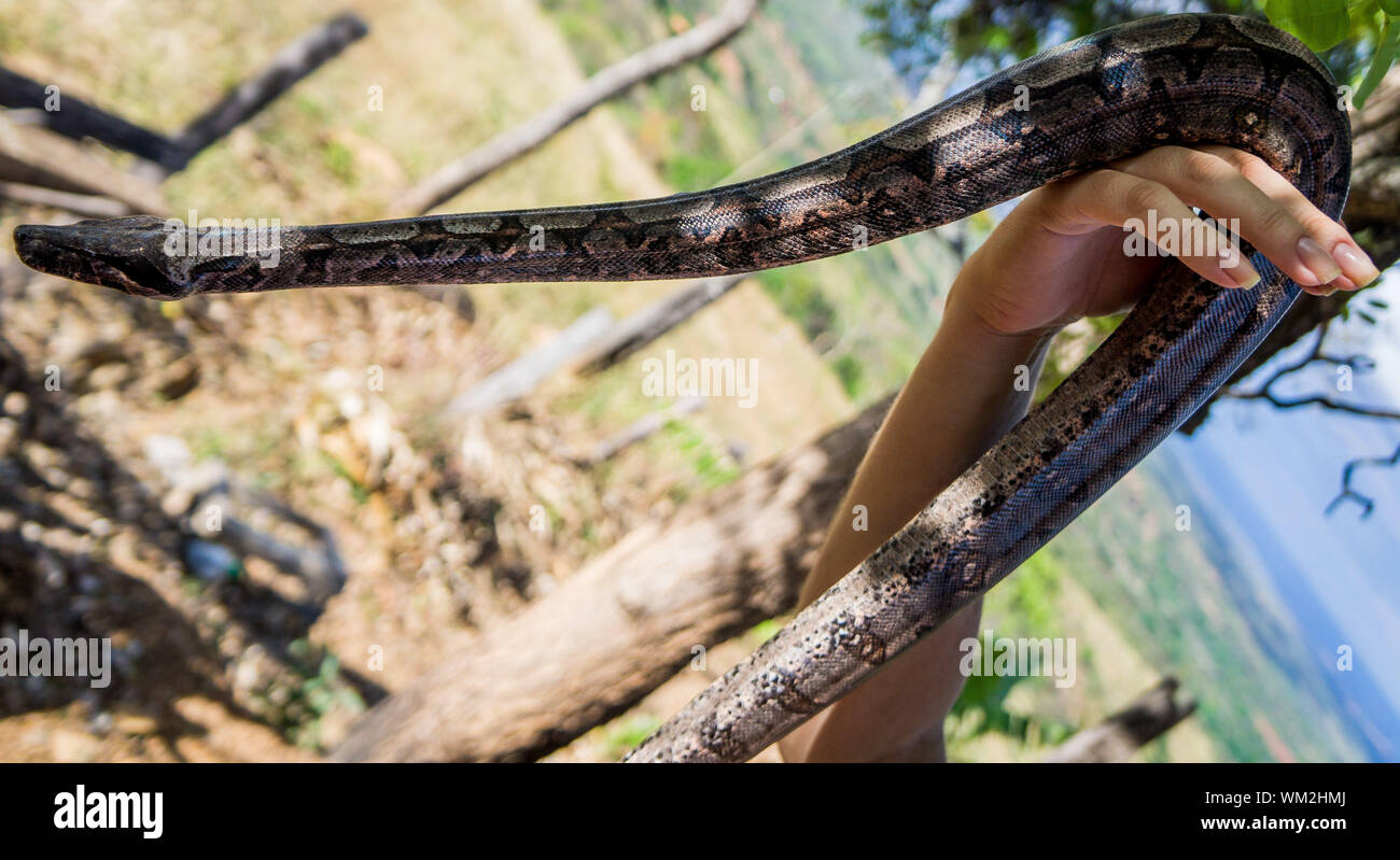 Woman holding snake hi-res stock photography and images - Alamy