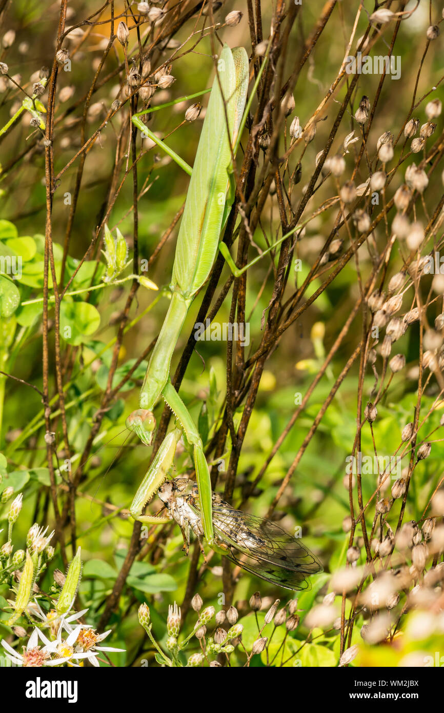 Chinese Mantis eating a cicada (Tenodera sinedsis Stock Photo - Alamy