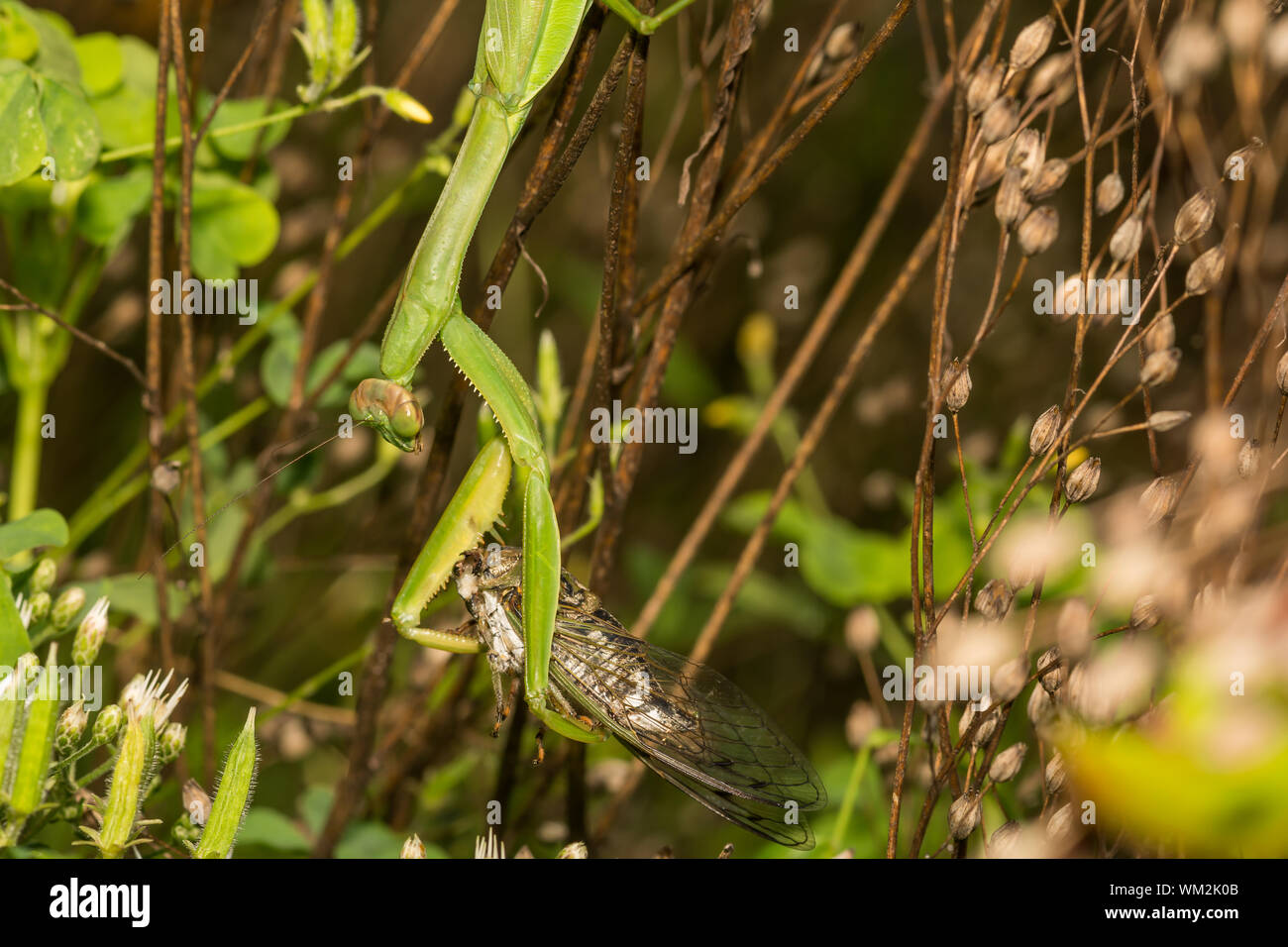 Chinese praying mantis hi-res stock photography and images - Alamy