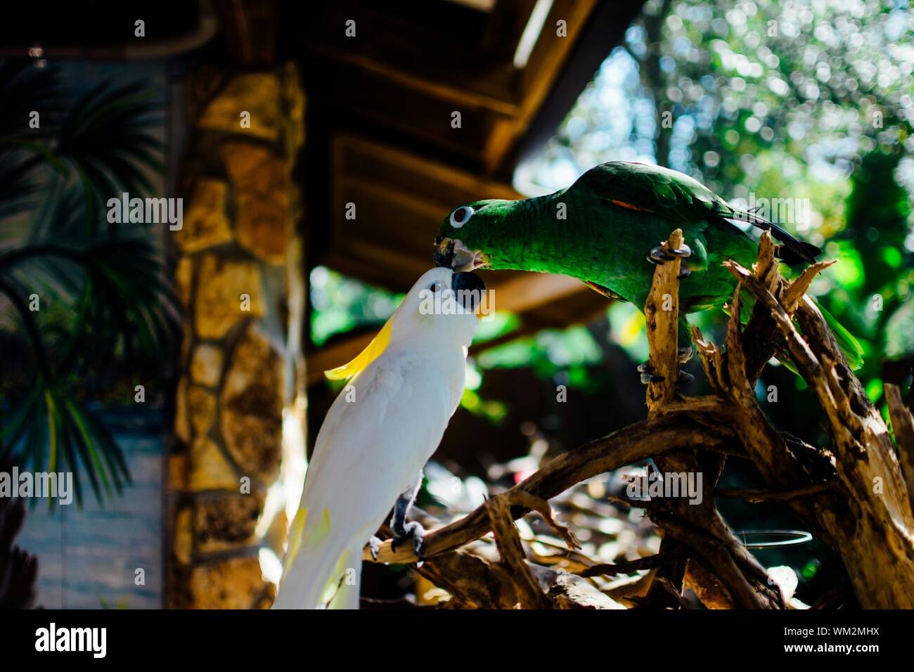 Parrots Kissing High Resolution Stock Photography and Images - Alamy