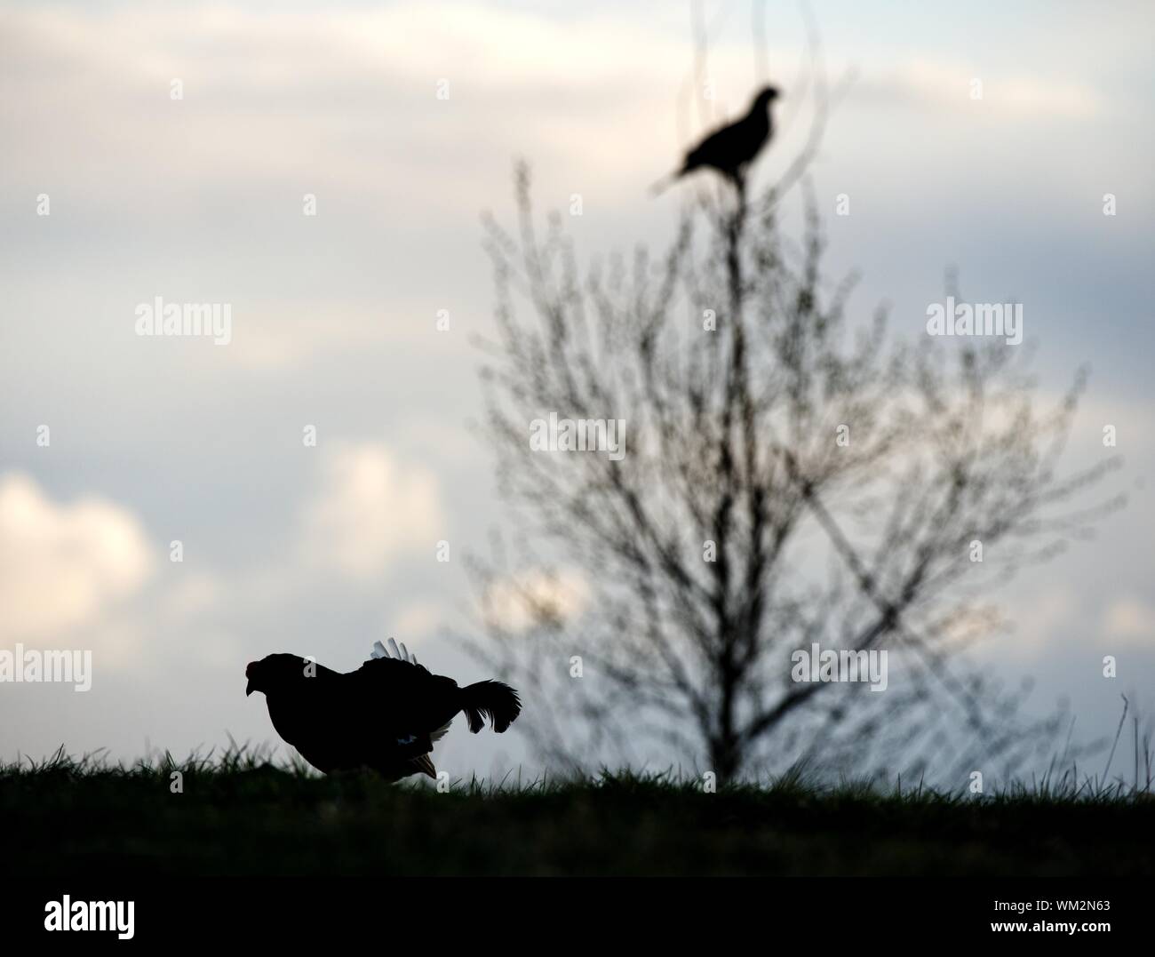 Silhouettes of lekking black grouses (Tetrao tetrix) against clouds ...
