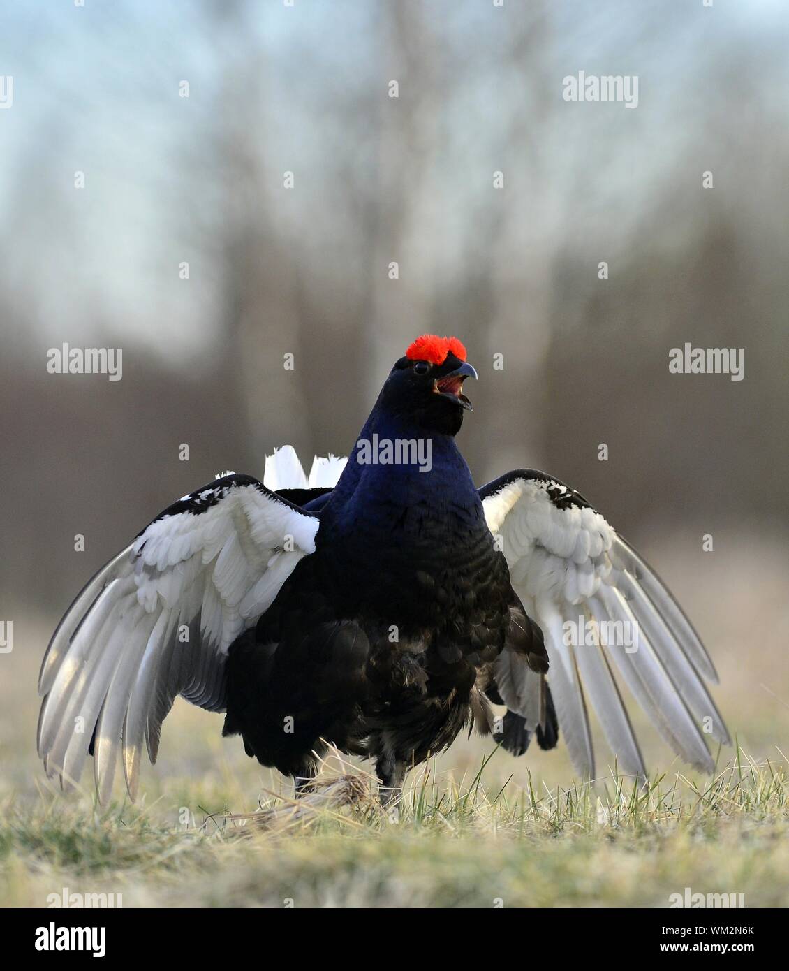 Portrait of a Gorgeous lekking black grouse (Tetrao tetrix). (Lyrurus ...