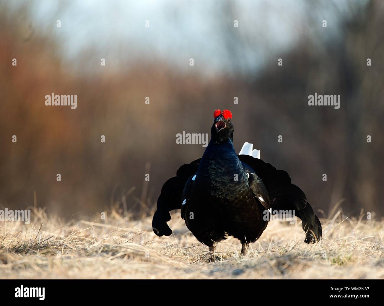 Portrait of a Gorgeous lekking black grouse (Tetrao tetrix). (Lyrurus ...