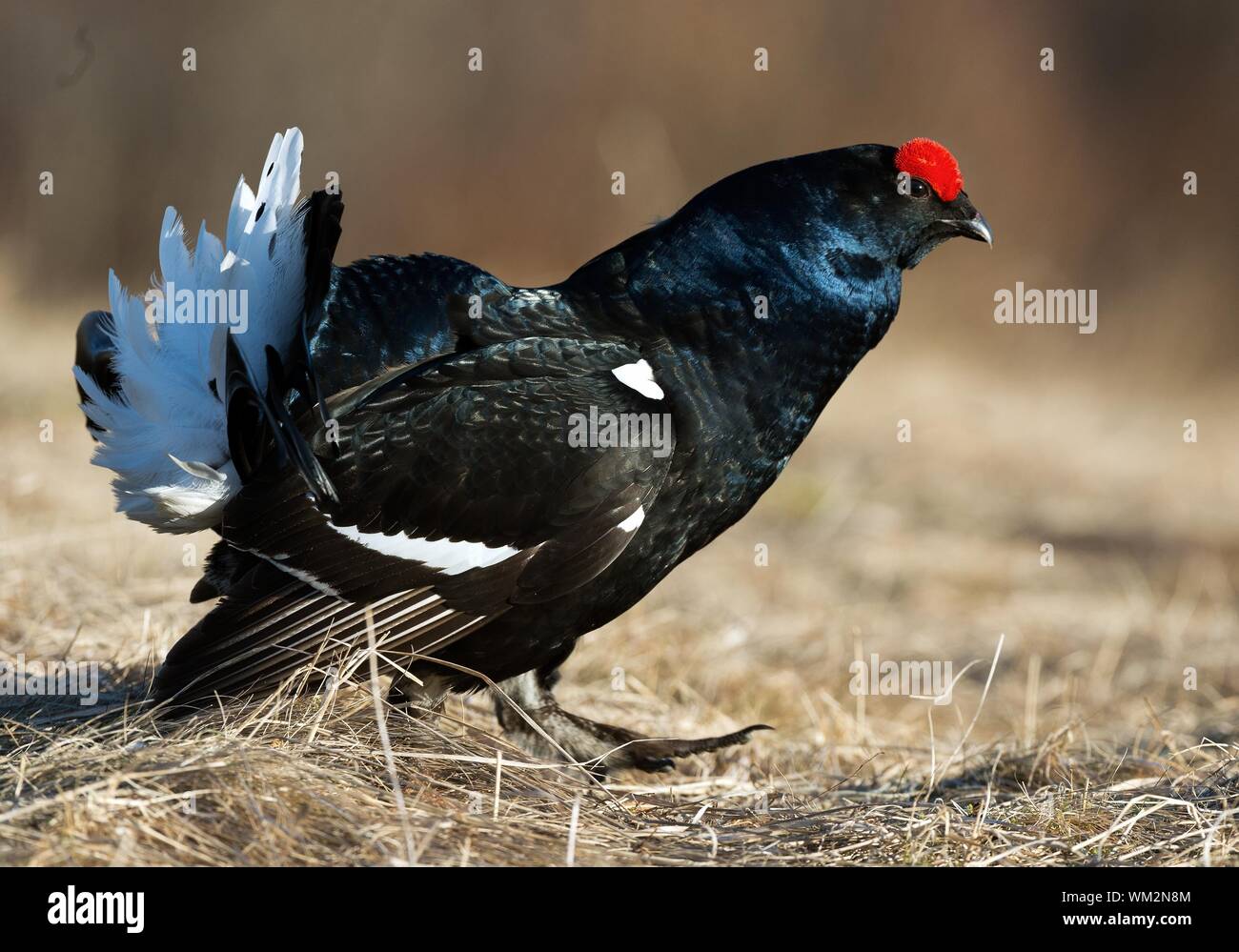 Portrait of a Gorgeous lekking black grouse (Tetrao tetrix). (Lyrurus ...