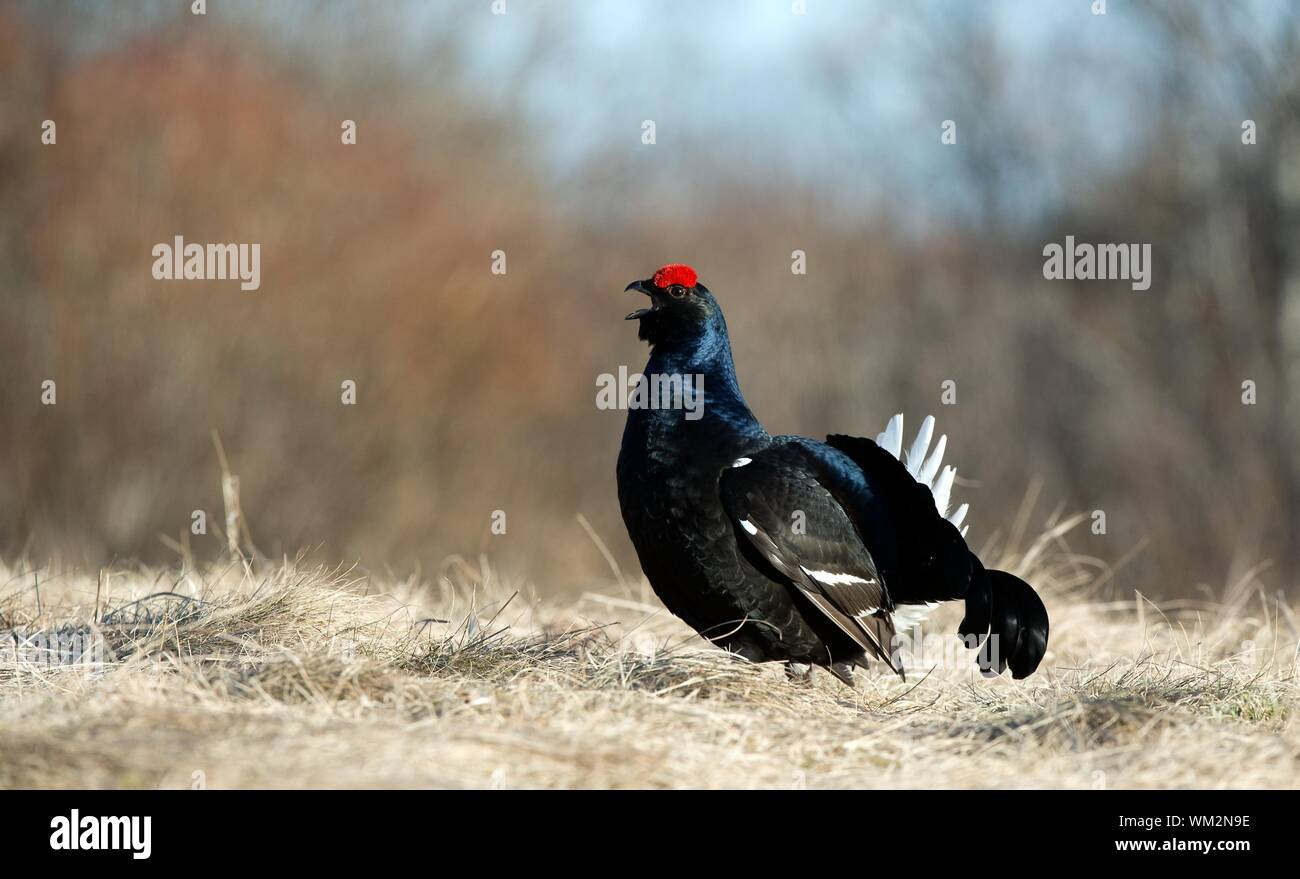 Portrait of a Gorgeous lekking black grouse (Tetrao tetrix). (Lyrurus ...