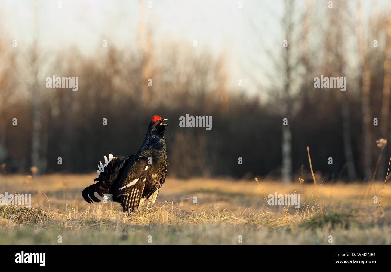 Portrait of a Gorgeous lekking black grouse (Tetrao tetrix). (Lyrurus ...