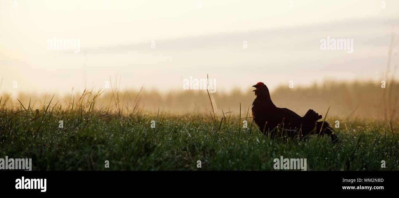 Portrait of a Gorgeous lekking black grouse (Tetrao tetrix). (Lyrurus ...