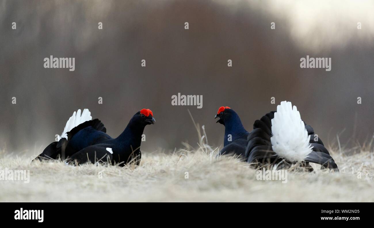 Lekking Black Grouses ( Lyrurus tetrix). Early morning. Sunrise Stock ...