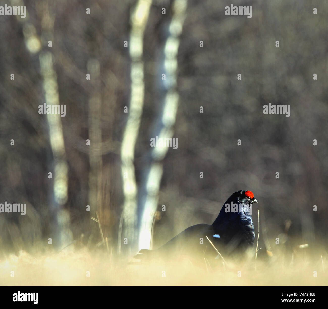 Lekking Black Grouse ( Lyrurus tetrix). Early morning. Sunrise Stock ...